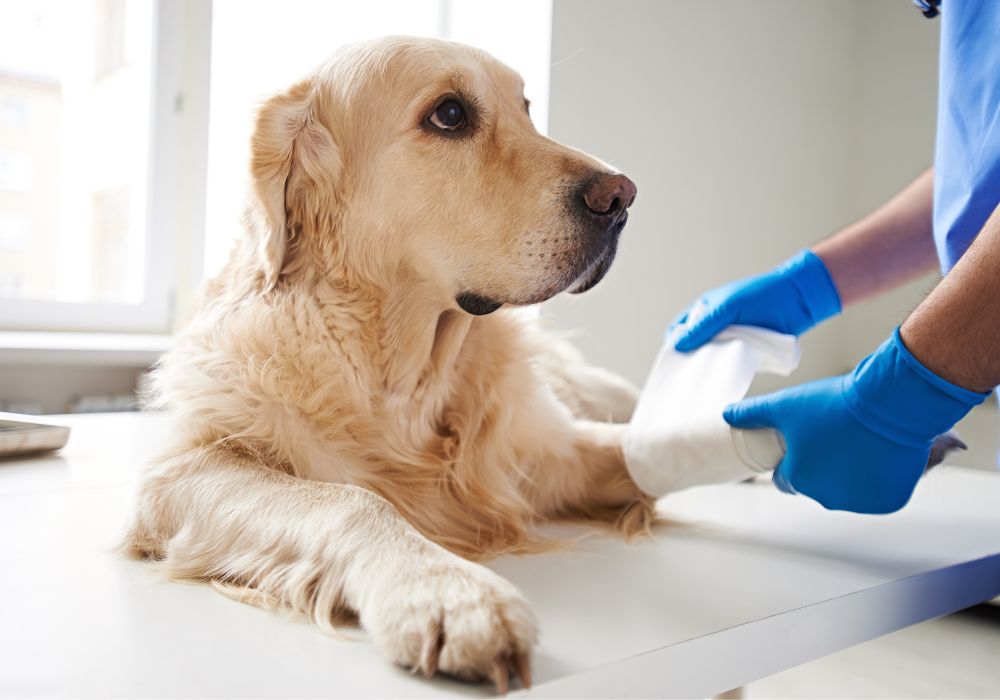 Ferida em cachorro: o que pode ser e como tratar?