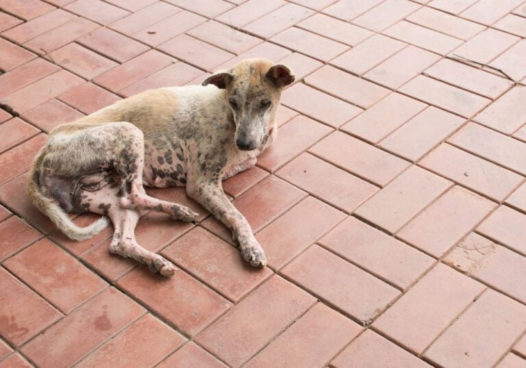 Ferida em cachorro: o que pode ser e como tratar?